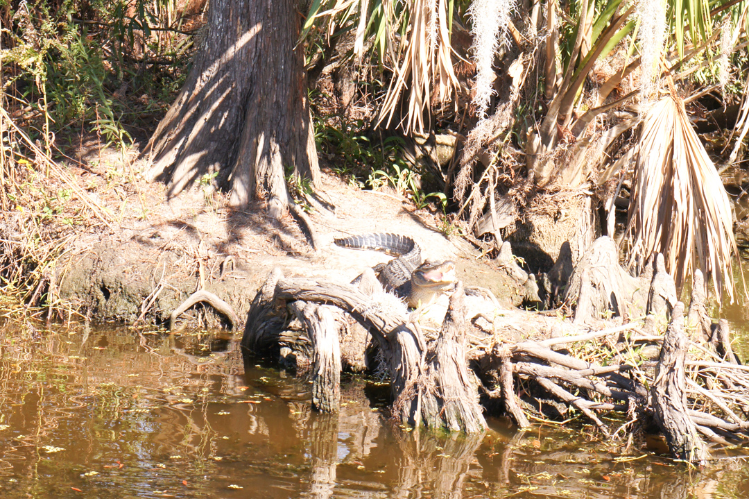 Louisiana Swamp Alligator