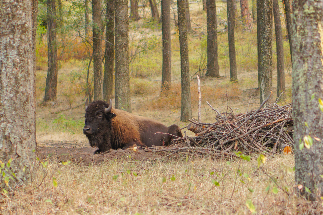 Road trip #6 – Salut les bisons ! Nous voilà dans le Montana | Le blog ...