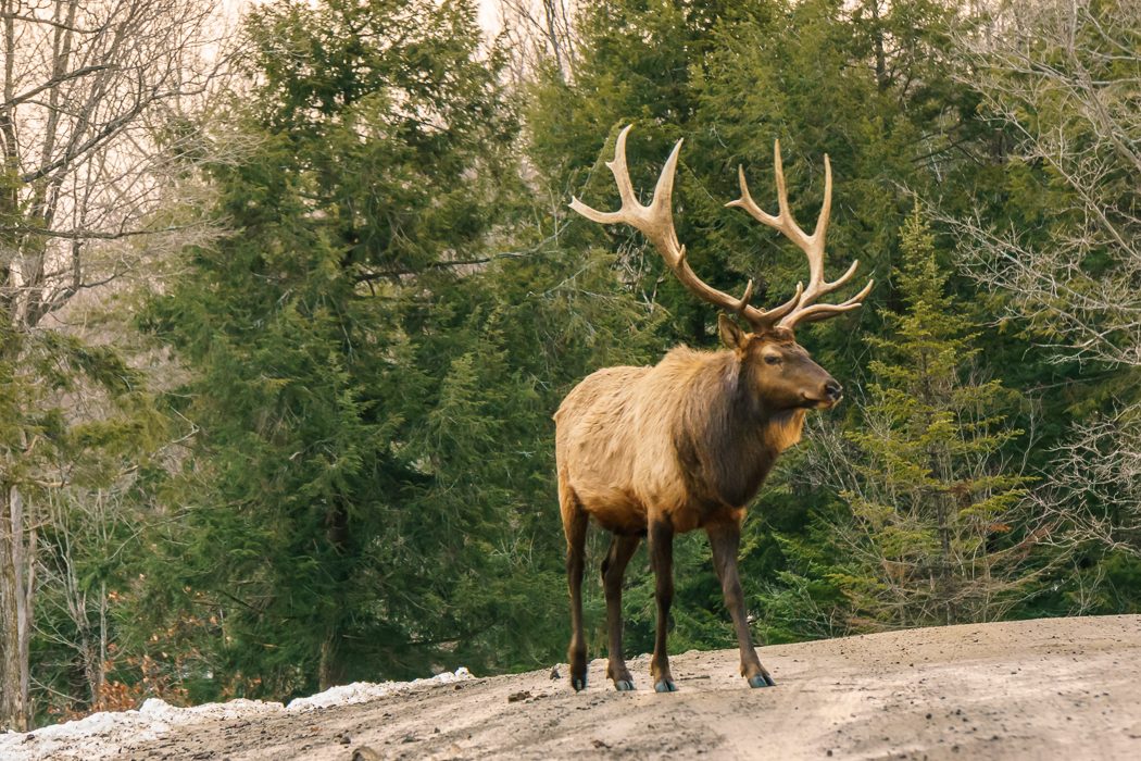 Balade au Parc Omega // Petit bestiaire du Canada | Le blog USA de Mathilde