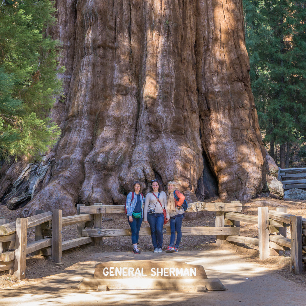 L’esprit de la forêt de séquoias géants | Le blog de Mathilde