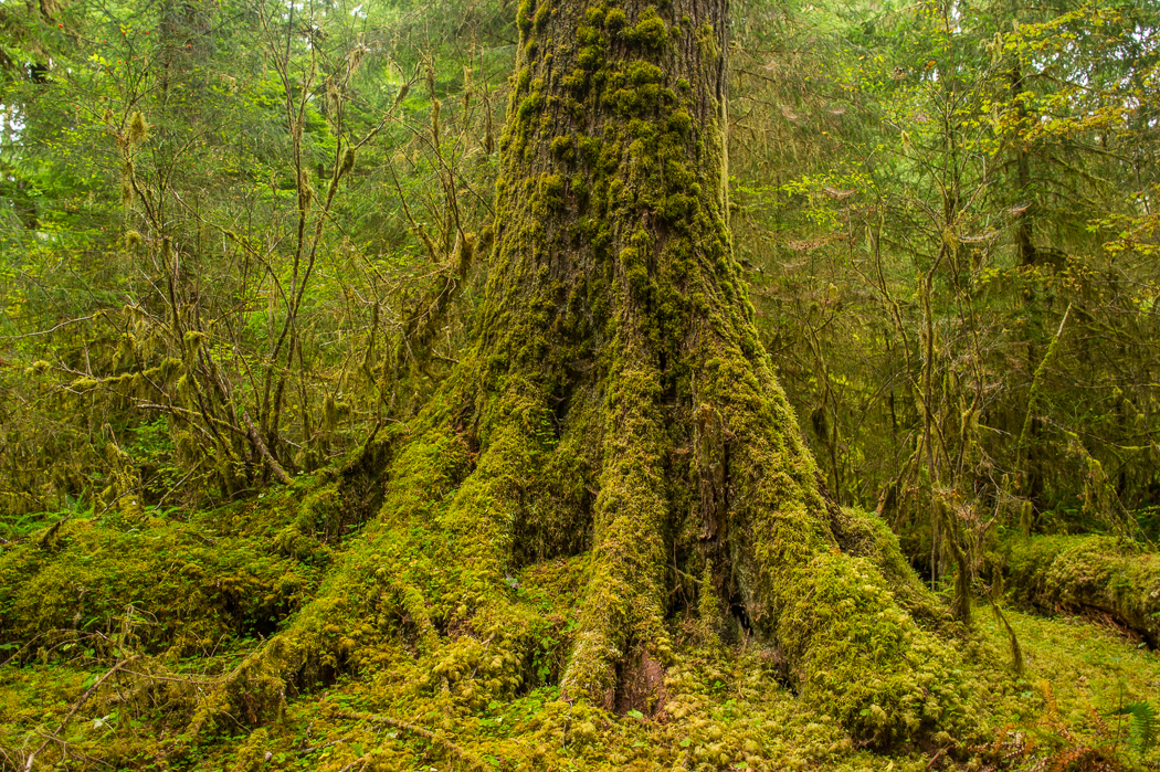 Road trip #2 – Hoh rain forest | Le blog de Mathilde